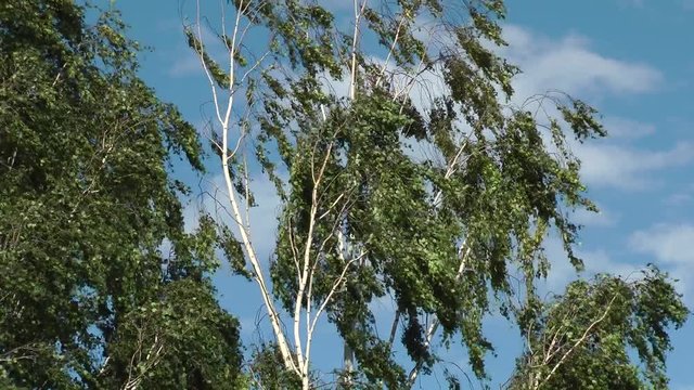 Vehemently Images – Browse 278 Stock Photos, Vectors, and Video | Adobe ...