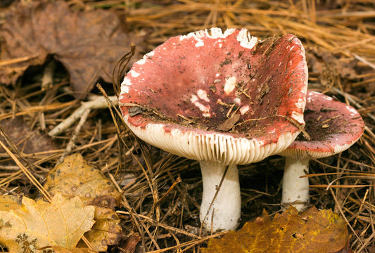 รูปภาพMushrrom – เลือกดูภาพถ่ายสต็อก เวกเตอร์ และวิดีโอ425 | Adobe Stock