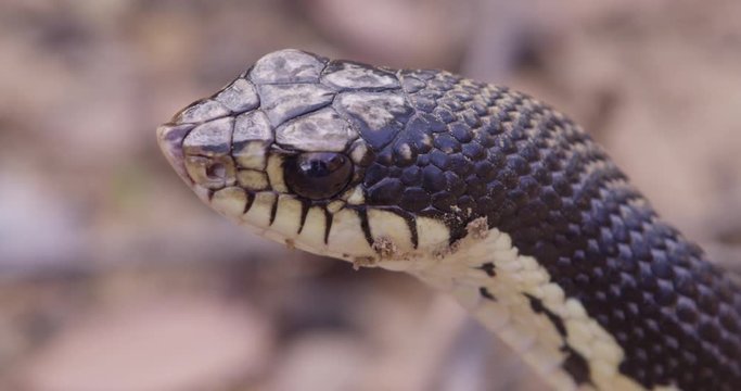 "Hognose Snake" Images – Browse 1,034 Stock Photos, Vectors, and Video ...