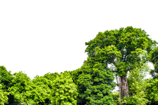 รูปภาพTreeline – เลือกดูภาพถ่ายสต็อก เวกเตอร์ และวิดีโอ29,351 | Adobe Stock