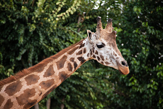 รูปภาพJirafa – เลือกดูภาพถ่ายสต็อก เวกเตอร์ และวิดีโอ1,744 | Adobe Stock