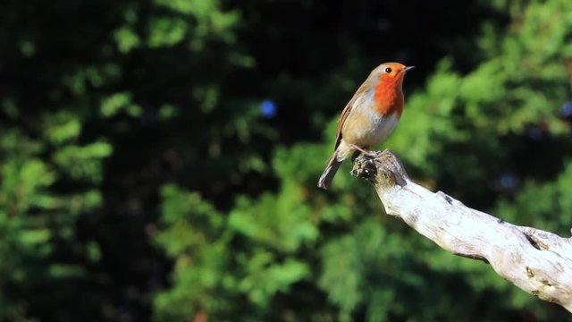 Robin Flying Images – Browse 87,293 Stock Photos, Vectors, and Video ...