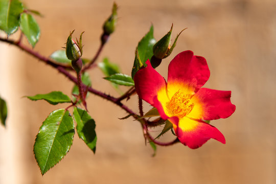 รูปภาพBuschrose – เลือกดูภาพถ่ายสต็อก เวกเตอร์ และวิดีโอ283 | Adobe Stock