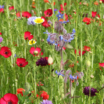 "Gazon Fleuri" Images – Browse 120 Stock Photos, Vectors, and Video ...