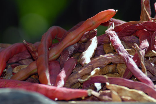 Ejote Images – Browse 59 Stock Photos, Vectors, and Video | Adobe Stock