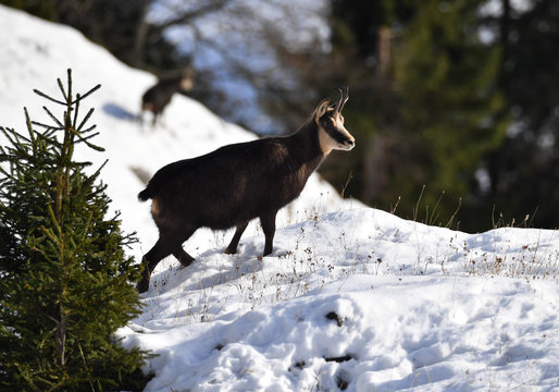 Gemse Images – Browse 41 Stock Photos, Vectors, and Video | Adobe Stock