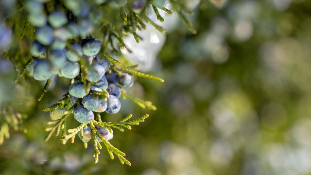 "Needle Bush" Bilder – Durchsuchen 114 Archivfotos, Vektorgrafiken und ...