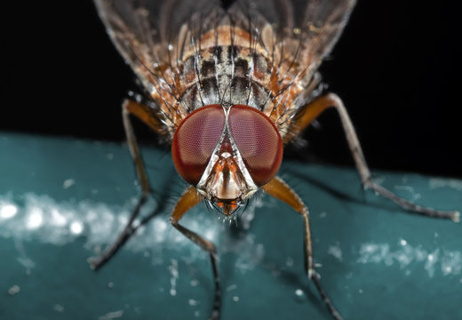 Lauxaniidae bilder – Bläddra bland 125 stockfoton, vektorer och videor ...