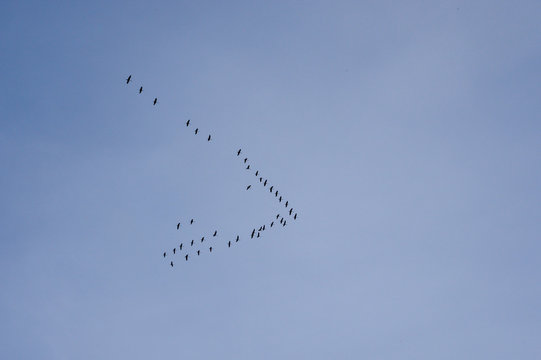 รูปภาพWandervogel – เลือกดูภาพถ่ายสต็อก เวกเตอร์ และวิดีโอ103 | Adobe Stock