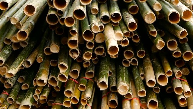 Bamboo Images – Browse 846,473 Stock Photos, Vectors, and Video | Adobe ...