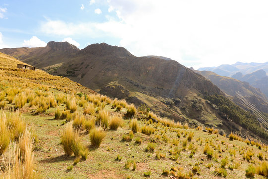 Imágenes de Ichu: descubre bancos de fotos, ilustraciones, vectores y ...