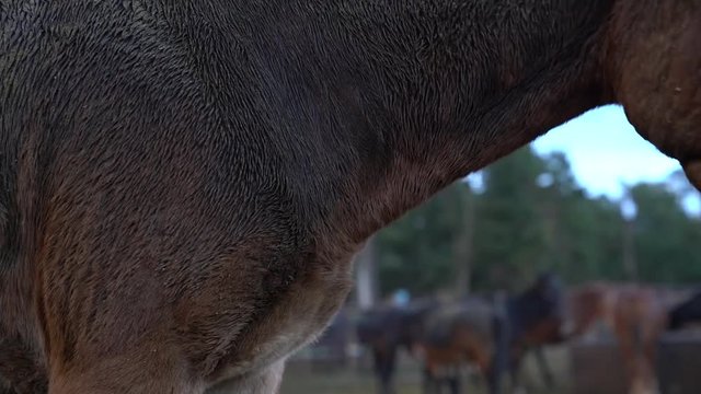 Mules Video Footage – Browse 4,353 HD Stock Video and Footage | Adobe Stock