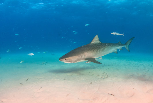 รูปภาพTigerbeach – เลือกดูภาพถ่ายสต็อก เวกเตอร์ และวิดีโอ865 | Adobe Stock