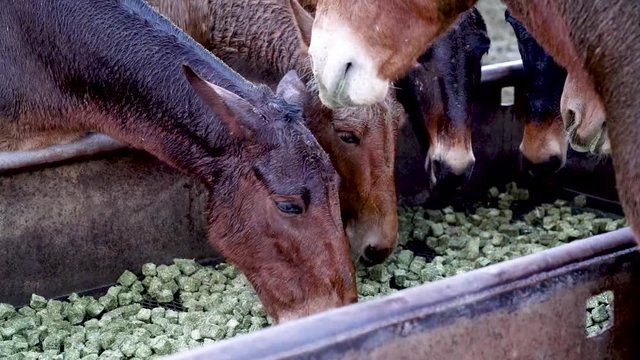 Mules Video Footage – Browse 4,353 HD Stock Video and Footage | Adobe Stock