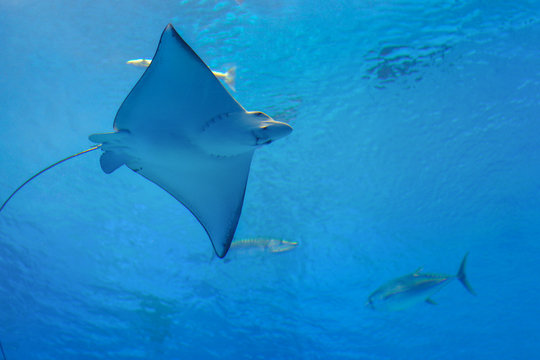 Raie Images – Browse 1,735 Stock Photos, Vectors, and Video | Adobe Stock