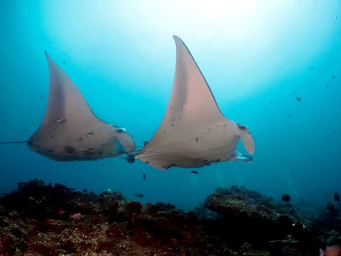 รูปภาพMantaray – เลือกดูภาพถ่ายสต็อก เวกเตอร์ และวิดีโอ785 | Adobe Stock