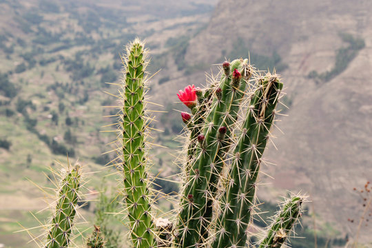 Obrazy ("Peru Flora") — zdjęcia, wektory i wideo bez tantiem (6 ...