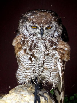 Huant Images – Browse 16 Stock Photos, Vectors, and Video | Adobe Stock