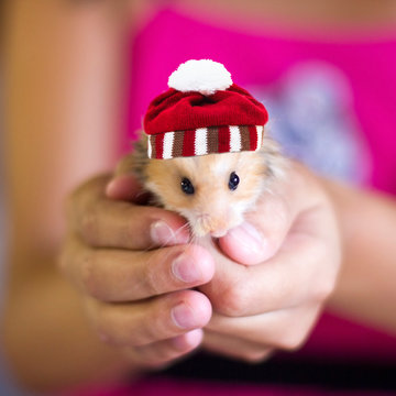 Hamsterbacken Bilder – Durchsuchen 1,862 Archivfotos, Vektorgrafiken ...