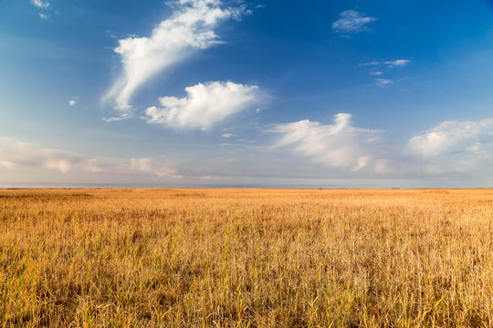 Free Field Images – Browse 24,263 Free Stock Photos, Vectors, and Video ...