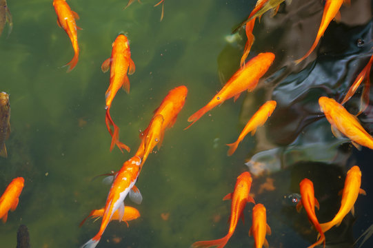 Fischflossenstruktur