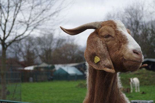 รูปภาพChivo – เลือกดูภาพถ่ายสต็อก เวกเตอร์ และวิดีโอ407 | Adobe Stock