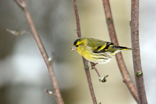 Vogelart bilder – Bläddra bland 6,615 stockfoton, vektorer och videor ...