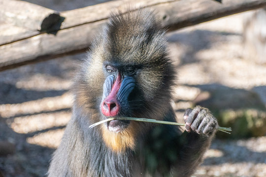 「Mandrillo」の写真素材 | 8件の無料イラスト画像 | Adobe Stock