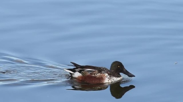 Spatulate Images – Browse 327 Stock Photos, Vectors, and Video | Adobe ...