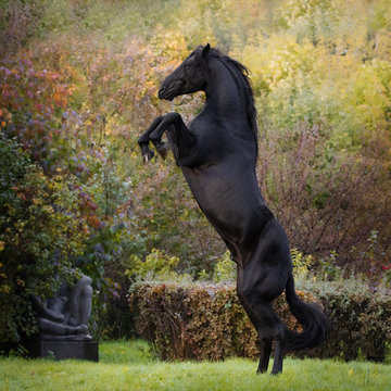Rearing Black Horse