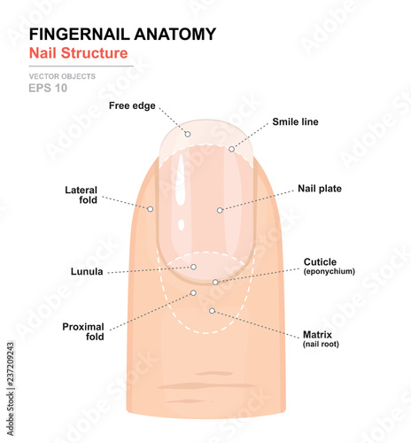 "Fingernail Anatomy. Structure of human nail. Science of human body ...
