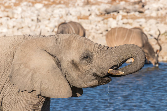 รูปภาพProboscidea – เลือกดูภาพถ่ายสต็อก เวกเตอร์ และวิดีโอ6,935 | Adobe ...