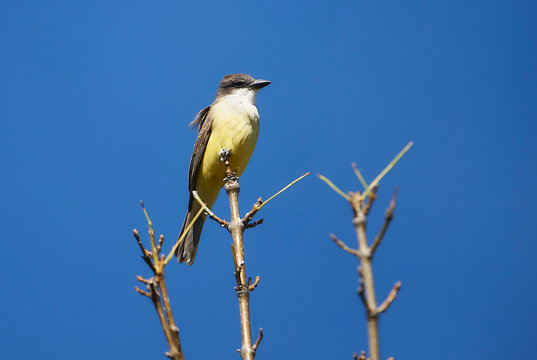 "Pitangus Sulphuratus" Images – Browse 1,831 Stock Photos, Vectors, and ...