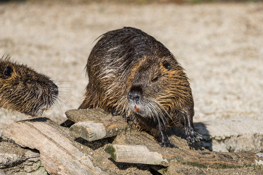 「Castorimorpha」の写真素材 | 79件の無料イラスト画像 | Adobe Stock