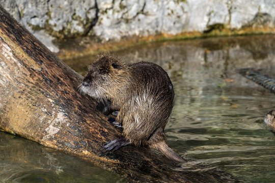 「Castorimorpha」の写真素材 | 79件の無料イラスト画像 | Adobe Stock