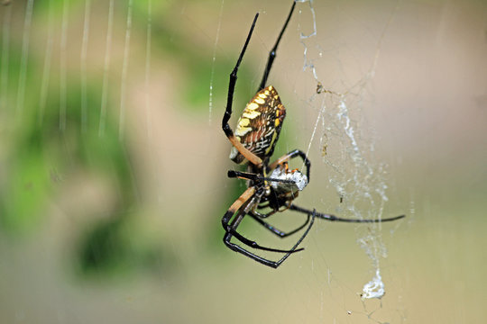 "Writing Spider" Imagens – Procure 294 fotos, vetores e vídeos | Adobe ...