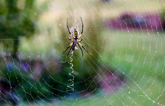 "Writing Spider" Bilder – Durchsuchen 253 Archivfotos, Vektorgrafiken ...