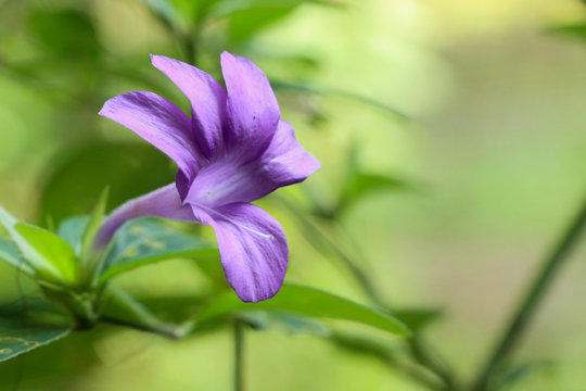 Plants With Violet Flowers In The Philippines Images And Pictures ...