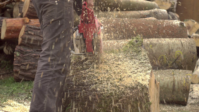 รูปภาพClearfelling – เลือกดูภาพถ่ายสต็อก เวกเตอร์ และวิดีโอ5,555 ...