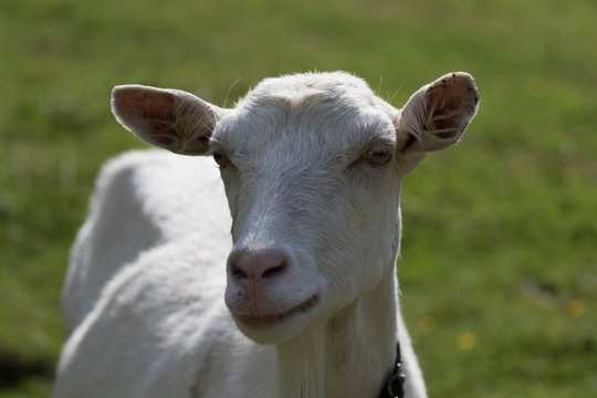 Capra Images – Parcourir 51,198 le catalogue de photos, vecteurs et ...