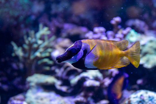 Meeresfische bilder – Bläddra bland 229 stockfoton, vektorer och videor ...