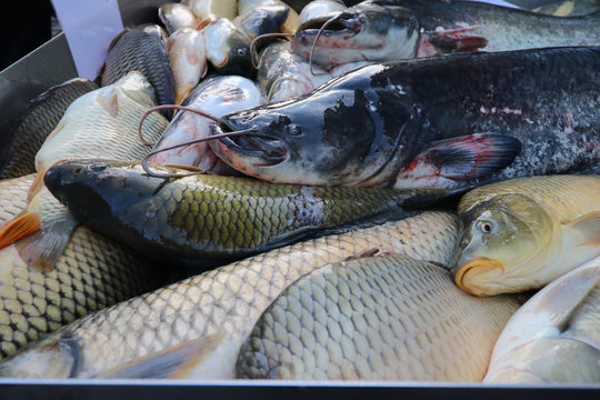 Lavrak Images – Browse 50 Stock Photos, Vectors, and Video | Adobe Stock