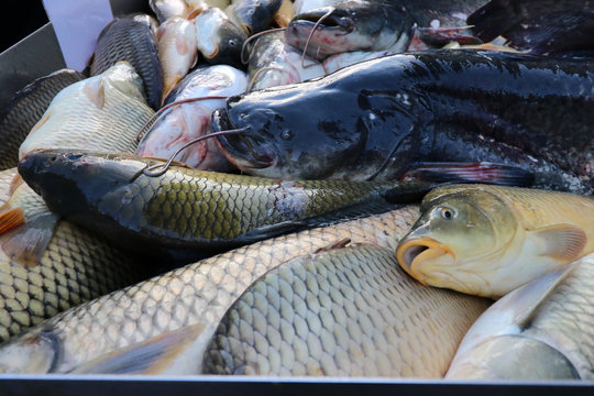 Lavrak Images – Browse 43 Stock Photos, Vectors, and Video | Adobe Stock