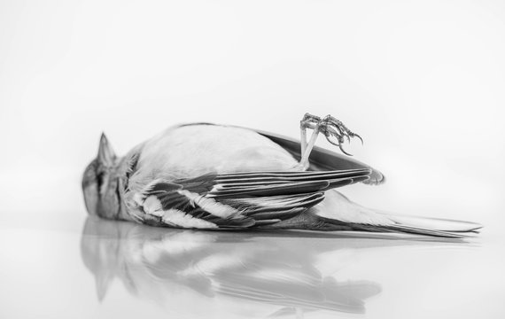 "Dead Bird" Images – Browse 3,003 Stock Photos, Vectors, and Video ...