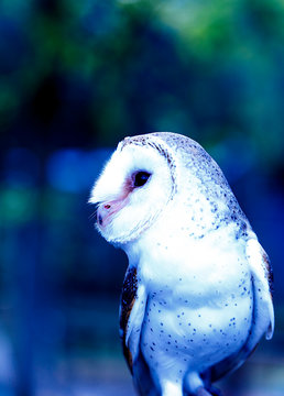 รูปภาพAfroaves – เลือกดูภาพถ่ายสต็อก เวกเตอร์ และวิดีโอ11 | Adobe Stock