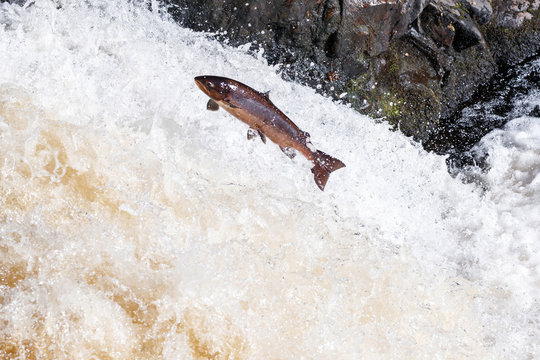 Upstream Images – Browse 8,954 Stock Photos, Vectors, and Video | Adobe ...