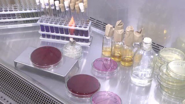 รูปภาพMicrococcus – เลือกดูภาพถ่ายสต็อก เวกเตอร์ และวิดีโอ939 | Adobe Stock