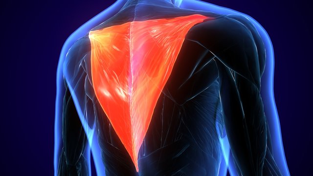 รูปภาพBrachioradialis – เลือกดูภาพถ่ายสต็อก เวกเตอร์ และวิดีโอ1,234 ...