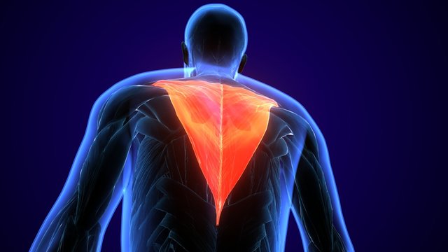 รูปภาพBrachioradialis – เลือกดูภาพถ่ายสต็อก เวกเตอร์ และวิดีโอ1,234 ...