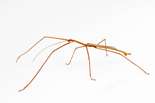 รูปภาพPhasmatodea – เลือกดูภาพถ่ายสต็อก เวกเตอร์ และวิดีโอ26,157 ...